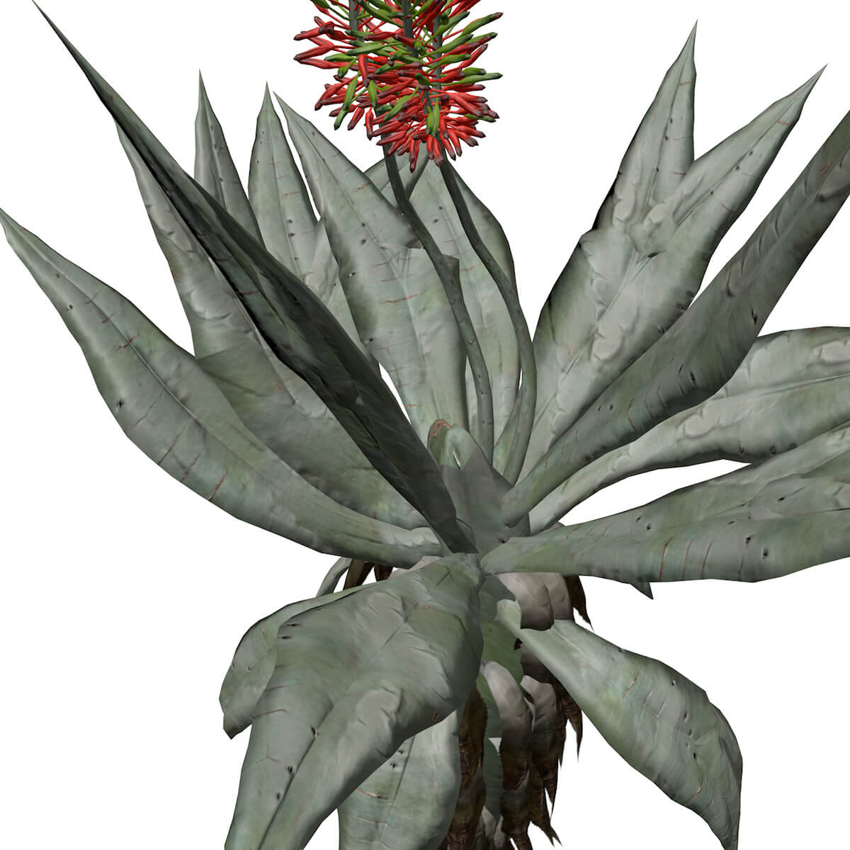 Aloe Excelsa #04 - 3D Model by AntonioKowatsch