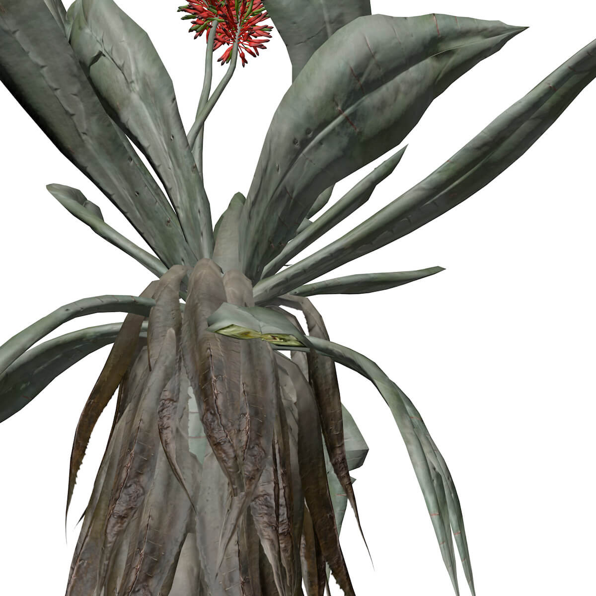 Aloe Excelsa Plant Collection by AntonioKowatsch