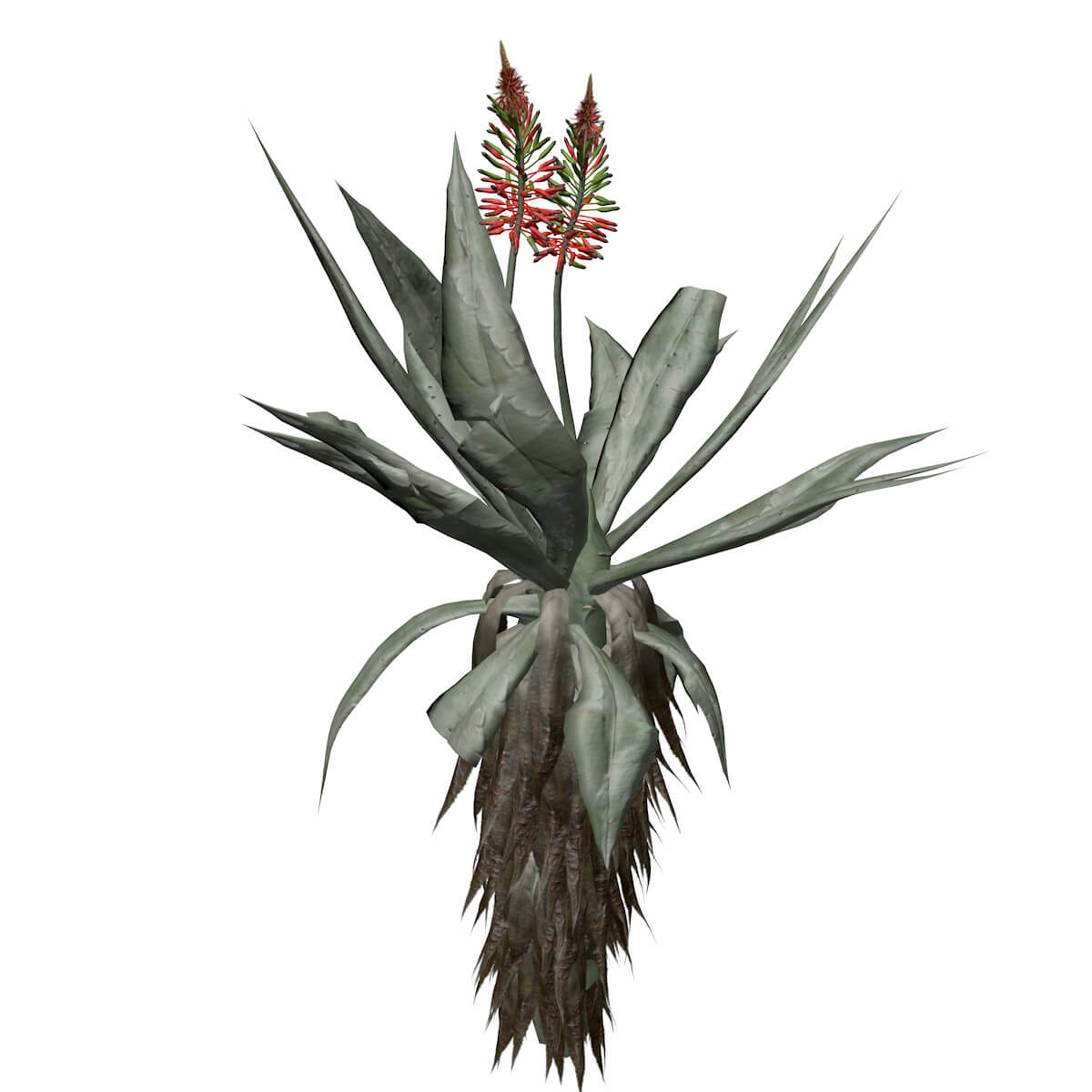 Aloe Excelsa Plant Collection by AntonioKowatsch