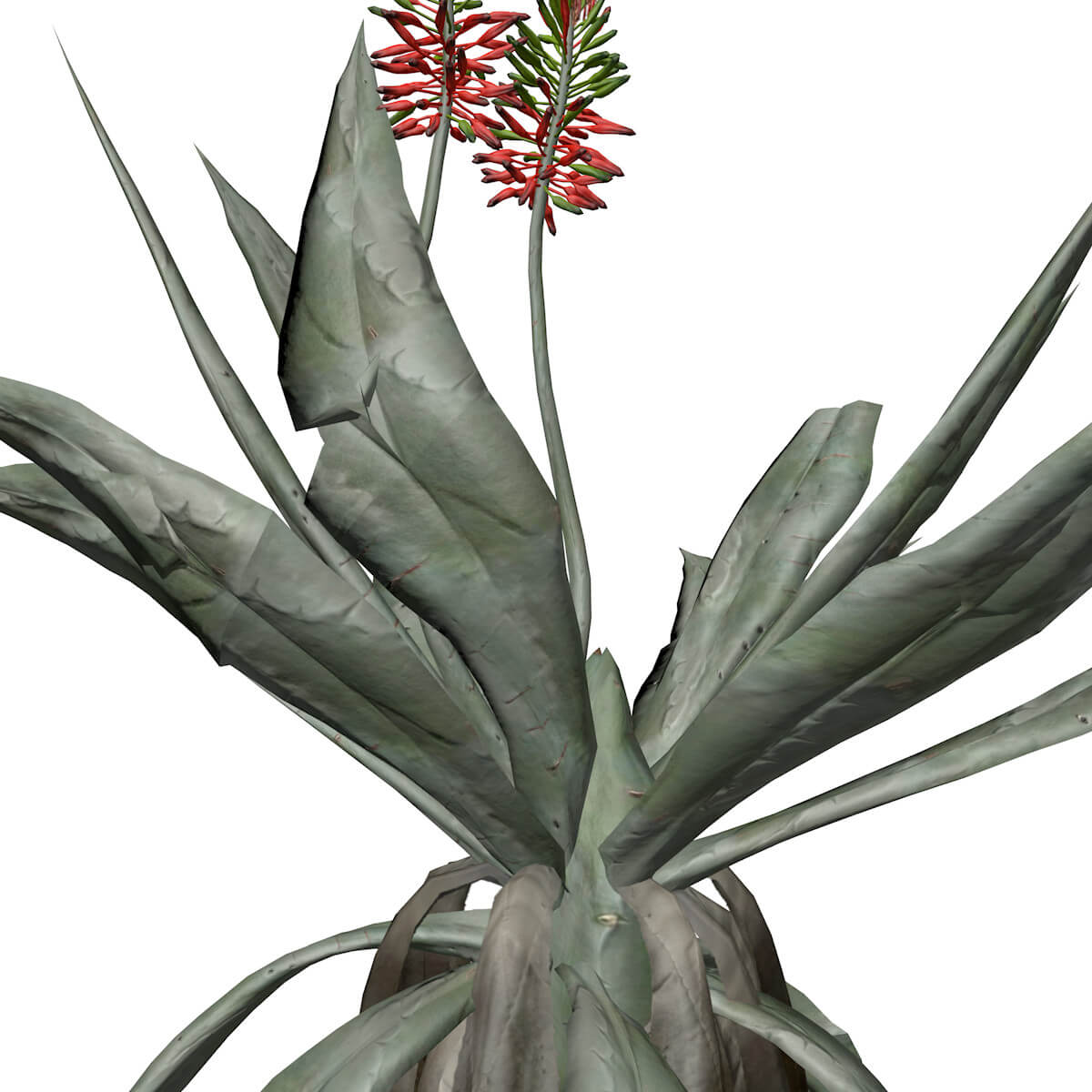 Aloe Excelsa Plant Collection by AntonioKowatsch