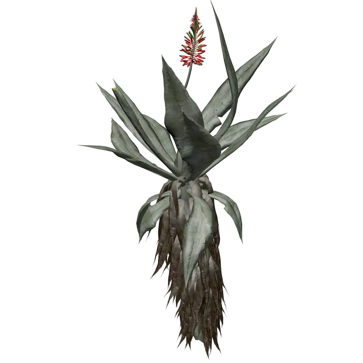 Aloe Excelsa Plant Collection by AntonioKowatsch