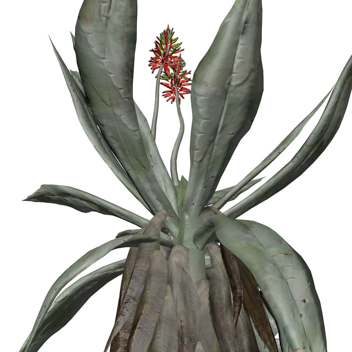 Aloe Excelsa #10 - 3D Model by AntonioKowatsch