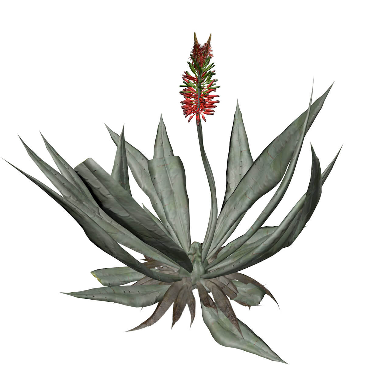 Aloe Vera #01 - 3D Model by AntonioKowatsch