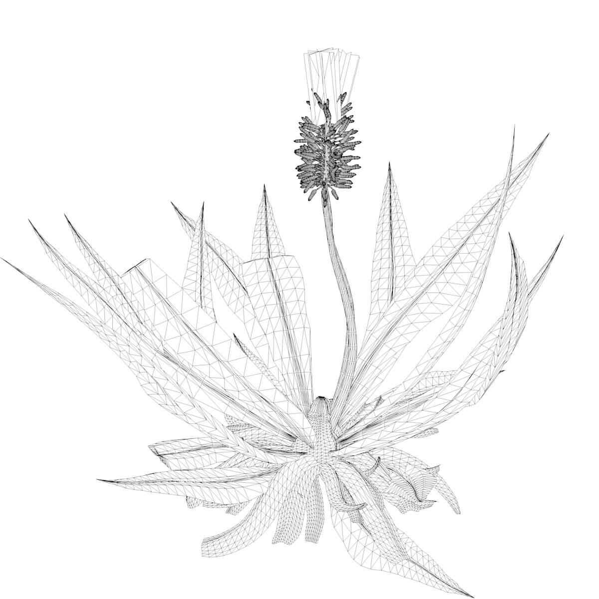 Aloe Vera #01 - 3D Model by AntonioKowatsch