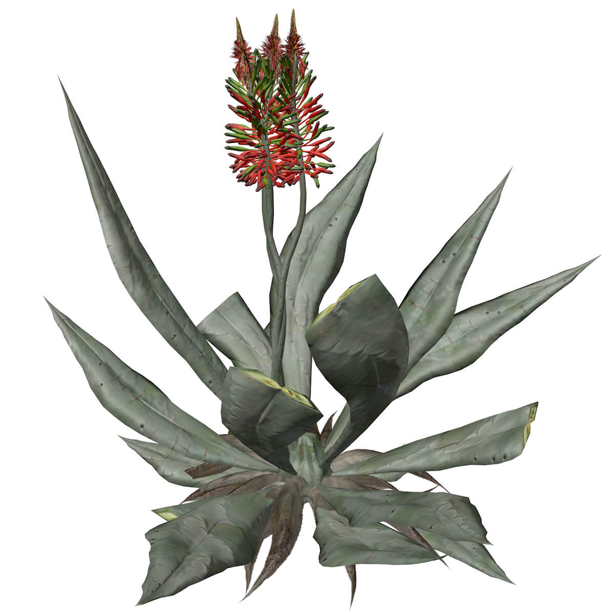 Aloe Vera #07 - 3D Model by AntonioKowatsch