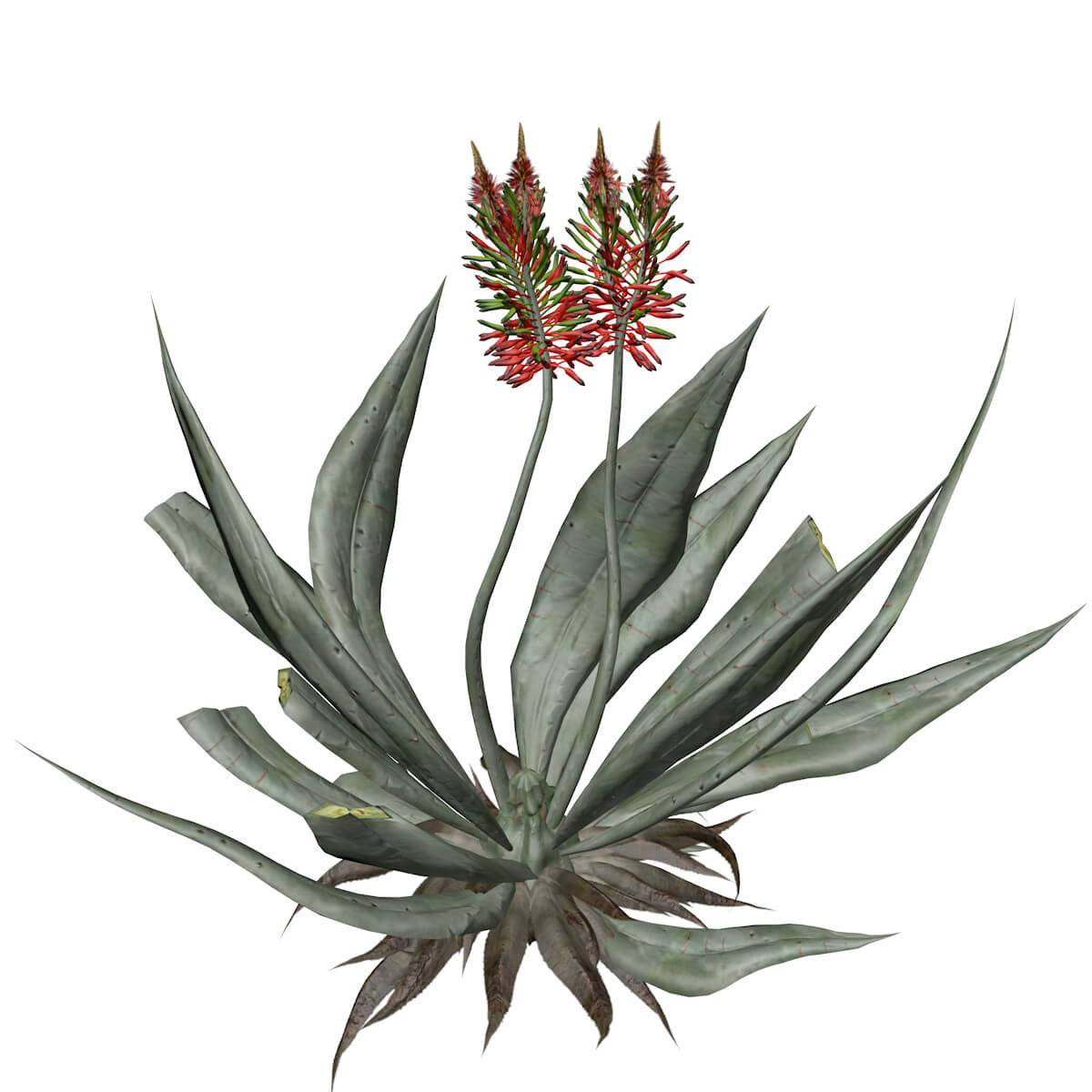 Aloe Vera #09 - 3D Model by AntonioKowatsch