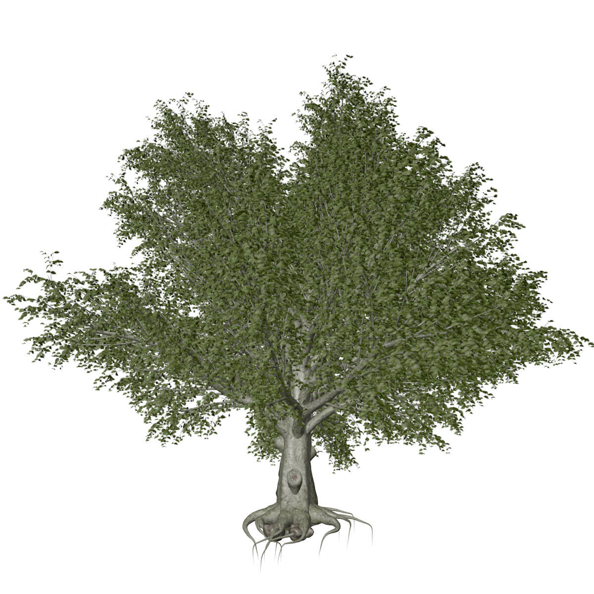 American Beech Tree #02 - 3D Model by AntonioKowatsch