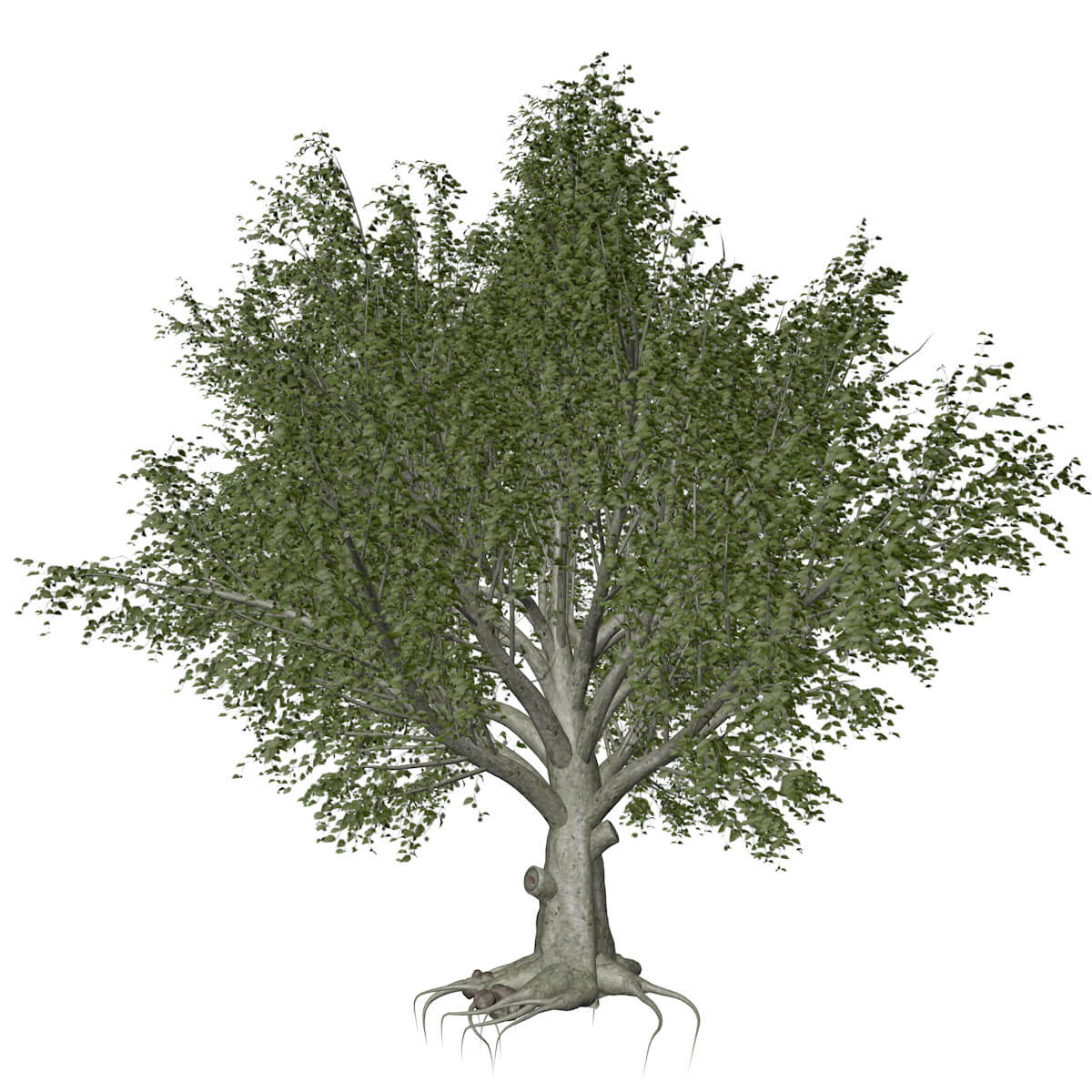 American Beech Tree #03 - 3D Model by AntonioKowatsch