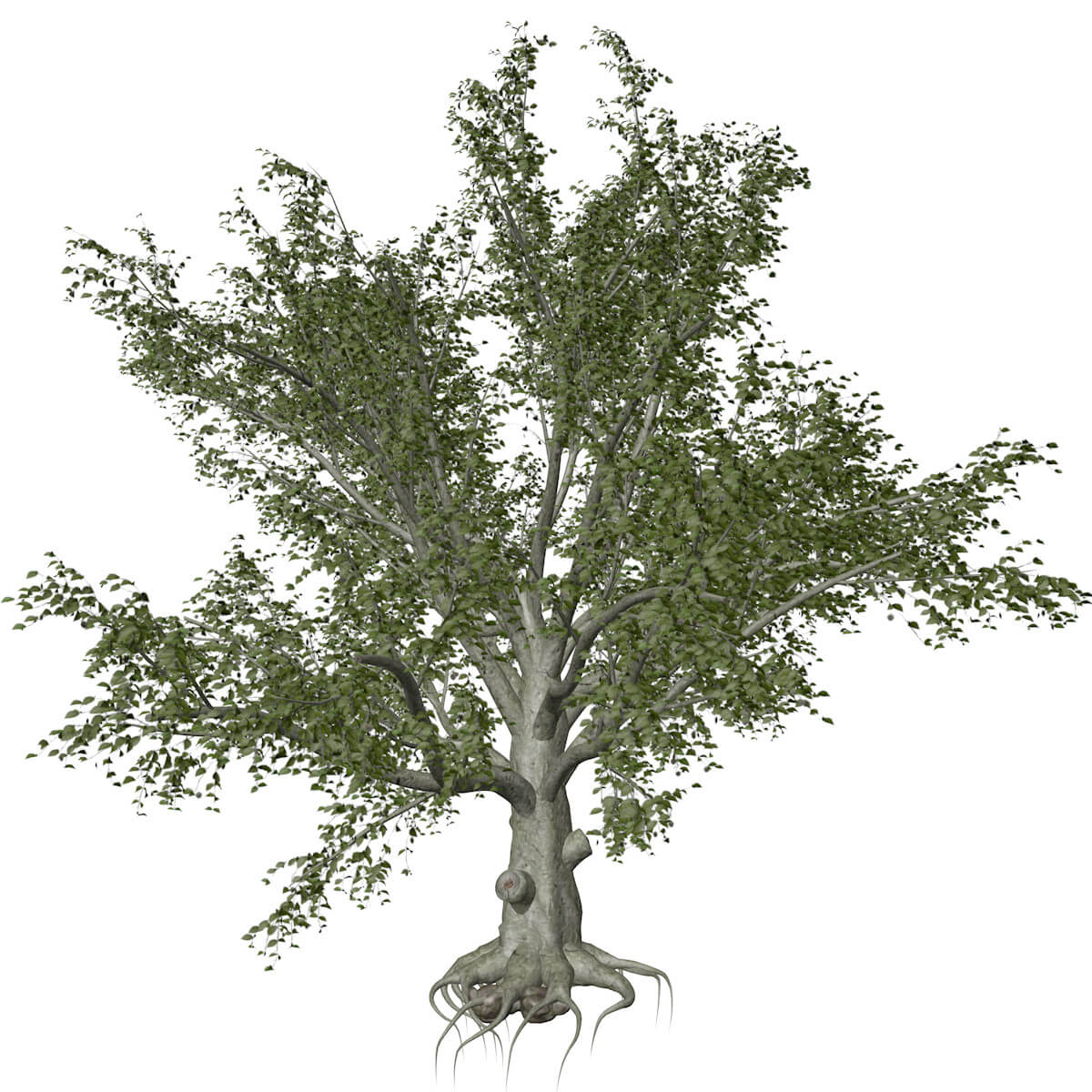 American Beech Tree Collection by AntonioKowatsch