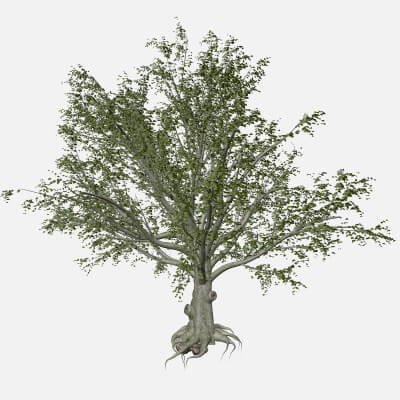 American Beech Tree #06 - 3D Model by AntonioKowatsch