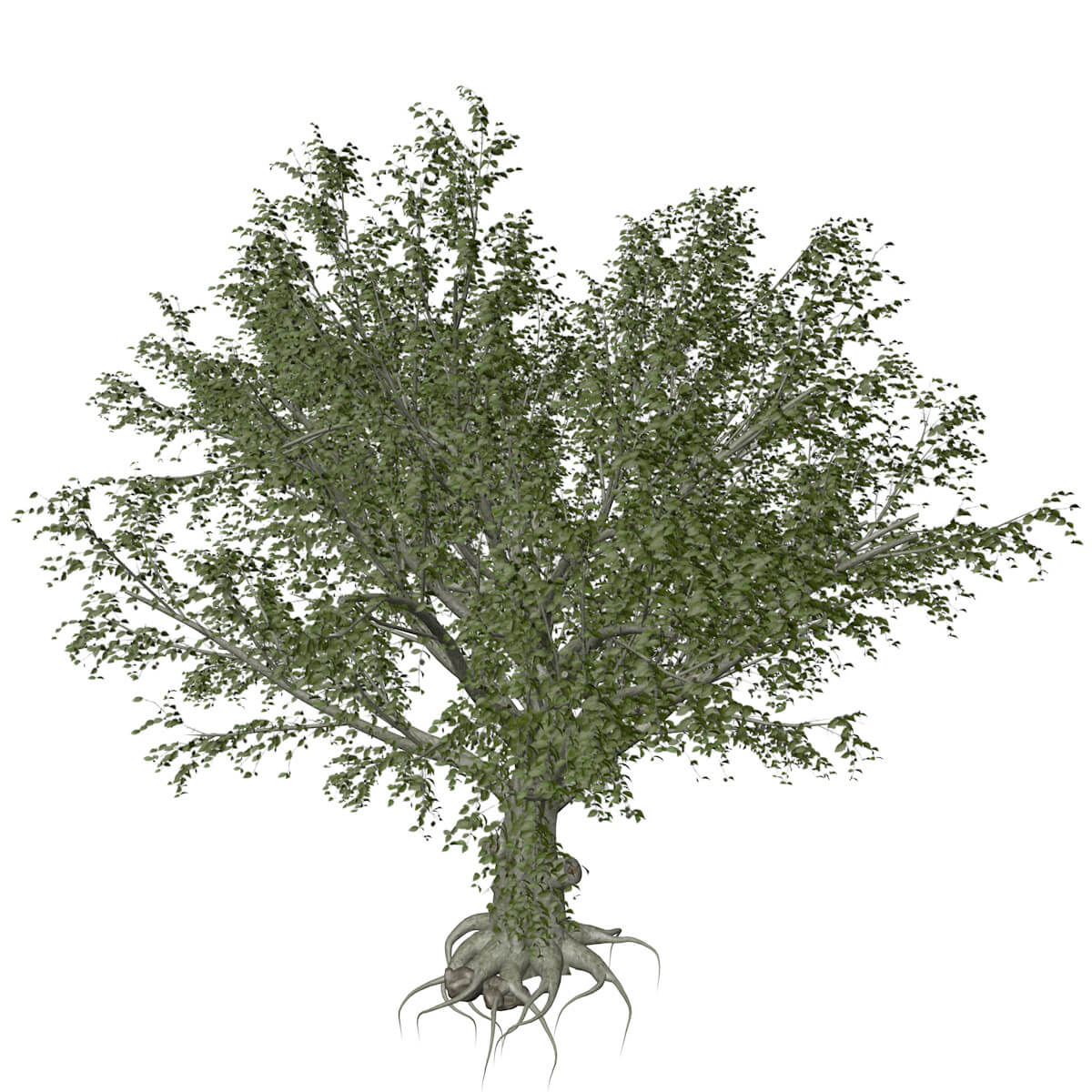 American Beech Tree Collection by AntonioKowatsch