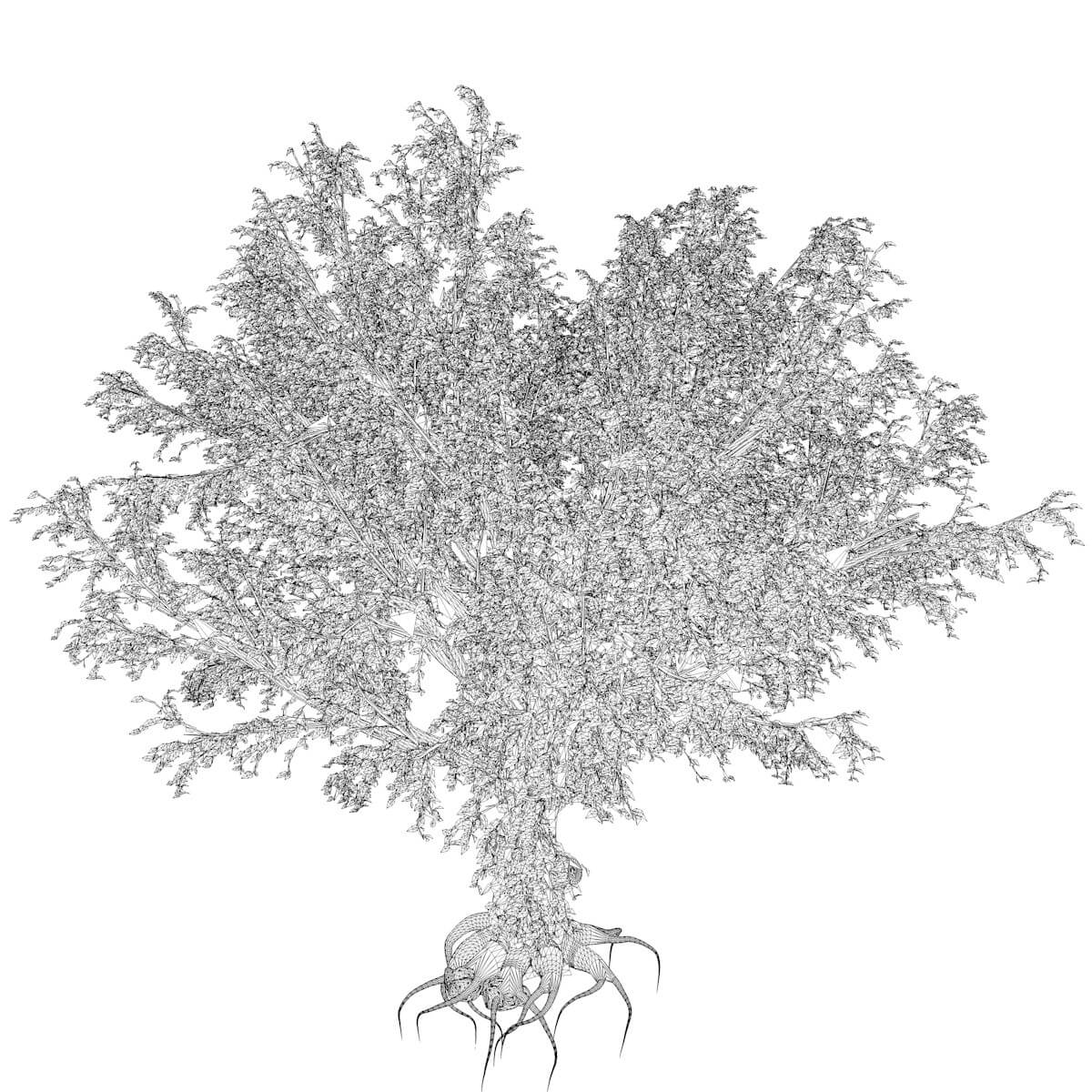 American Beech Tree Collection by AntonioKowatsch