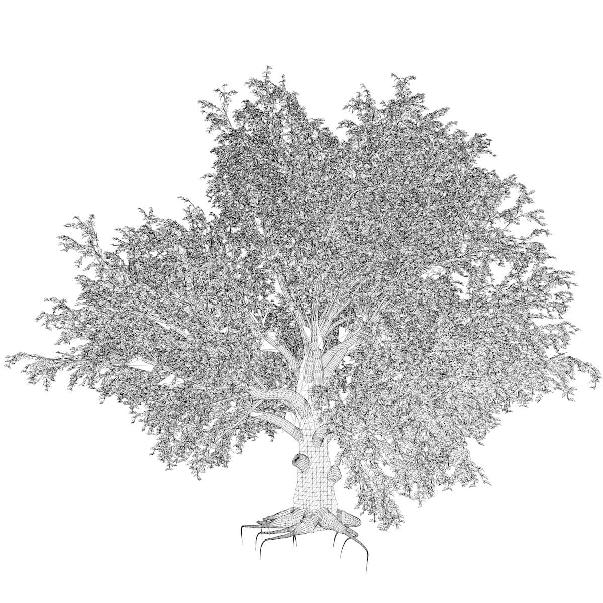 American Beech Tree Collection by AntonioKowatsch