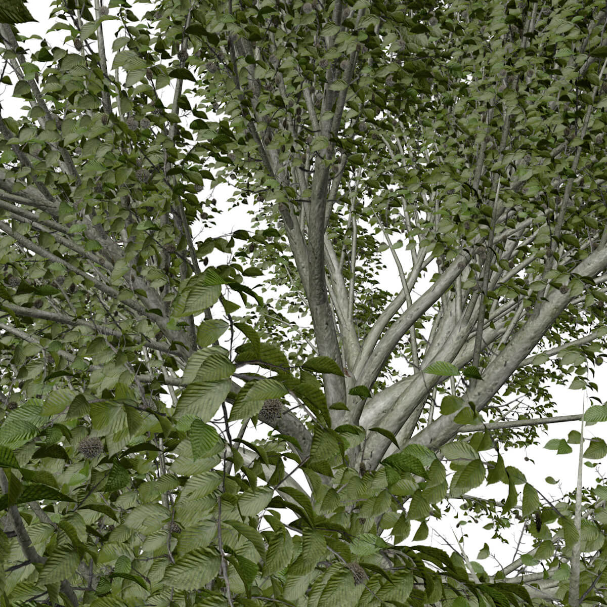 American Beech Tree Collection by AntonioKowatsch