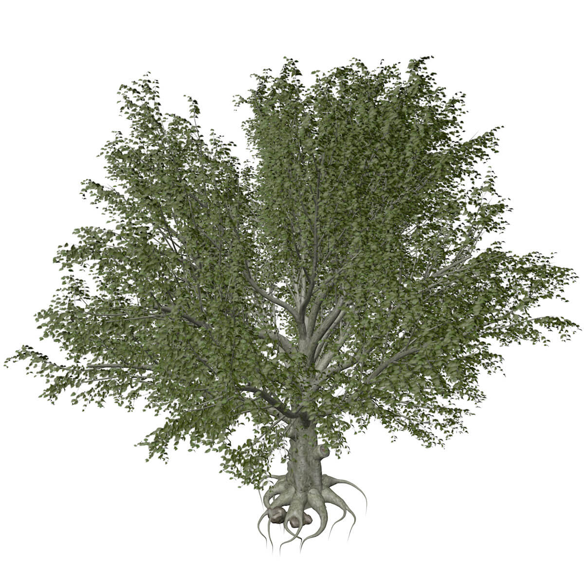 American Beech Tree #10 - 3D Model by AntonioKowatsch