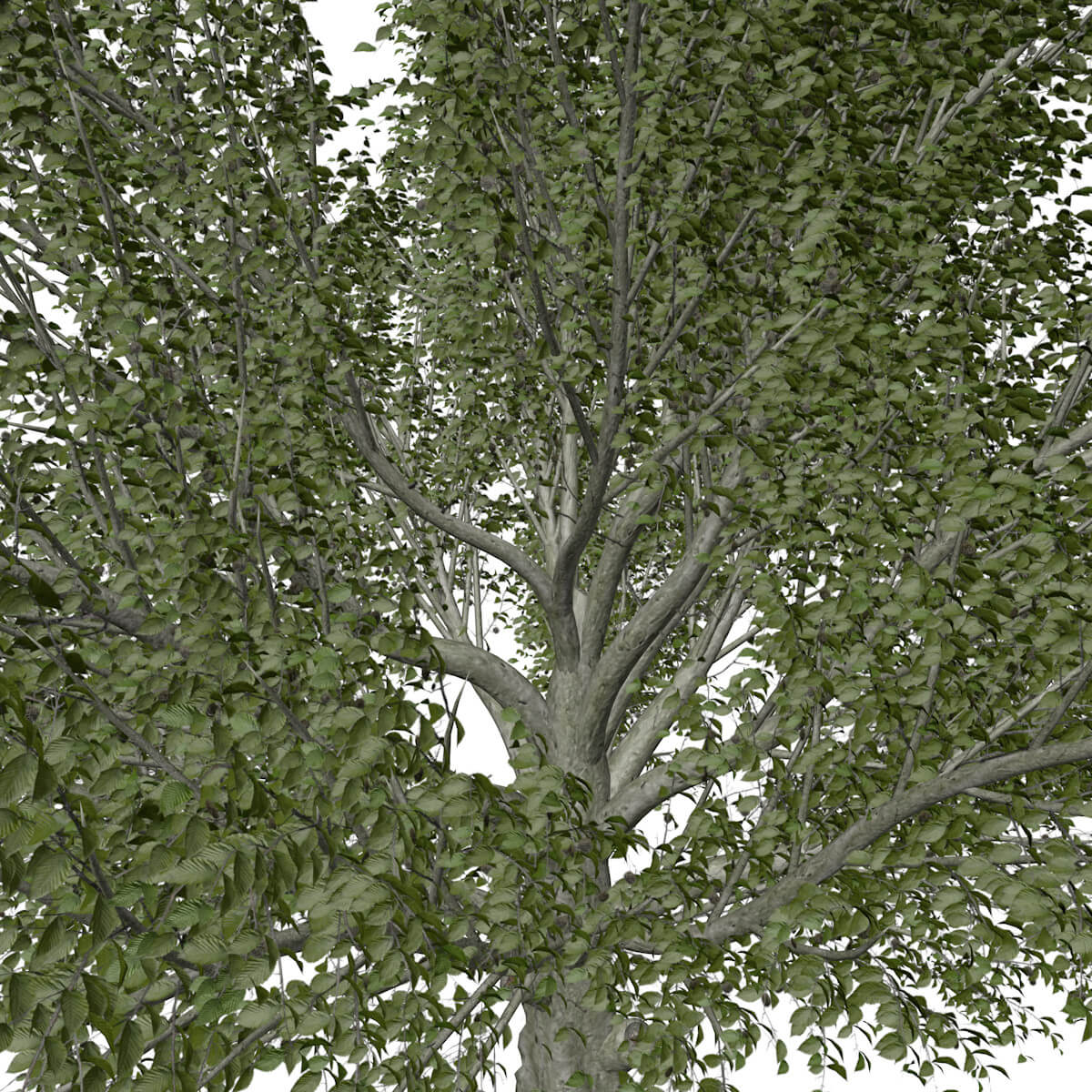 American Beech Tree #10 - 3D Model by AntonioKowatsch