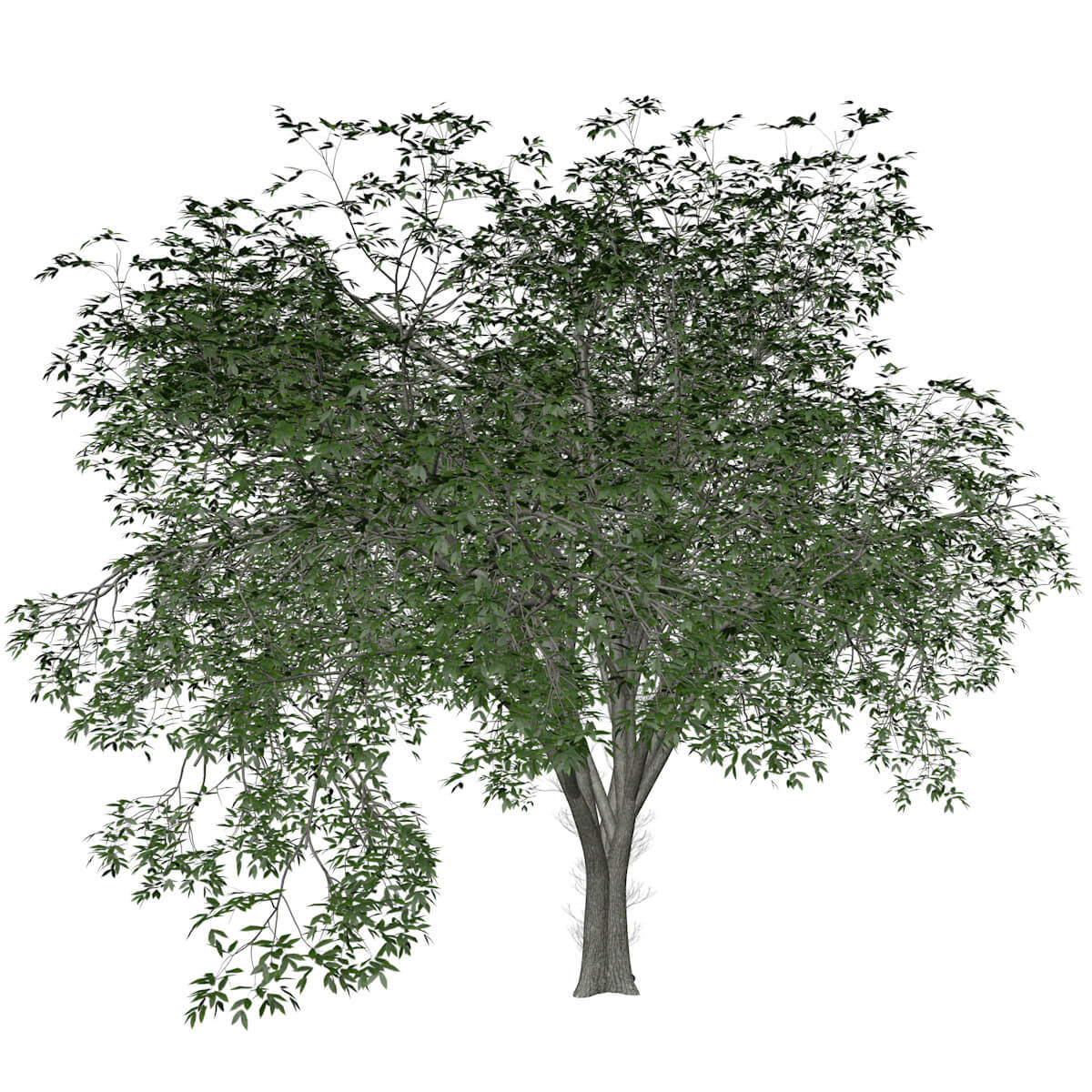 American Elm Tree #01 - 3D Model by AntonioKowatsch