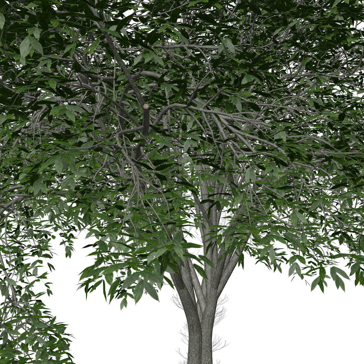 American Elm Tree Collection by AntonioKowatsch