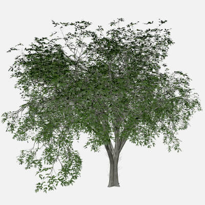American Elm Tree #01 - 3D Model by AntonioKowatsch