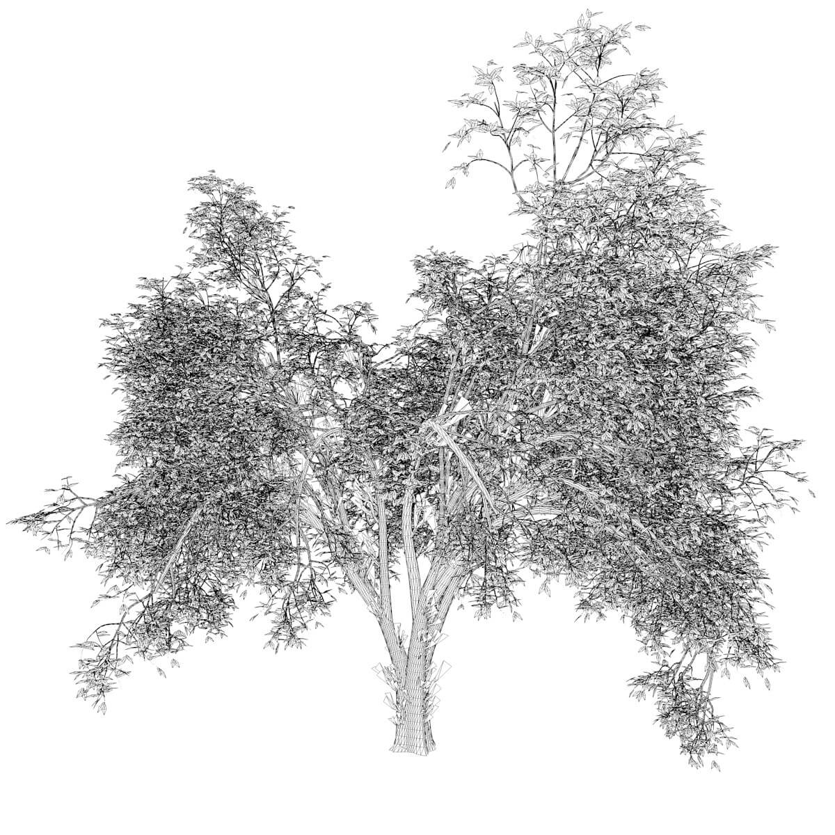 American Elm Tree #02 - 3D Model by AntonioKowatsch