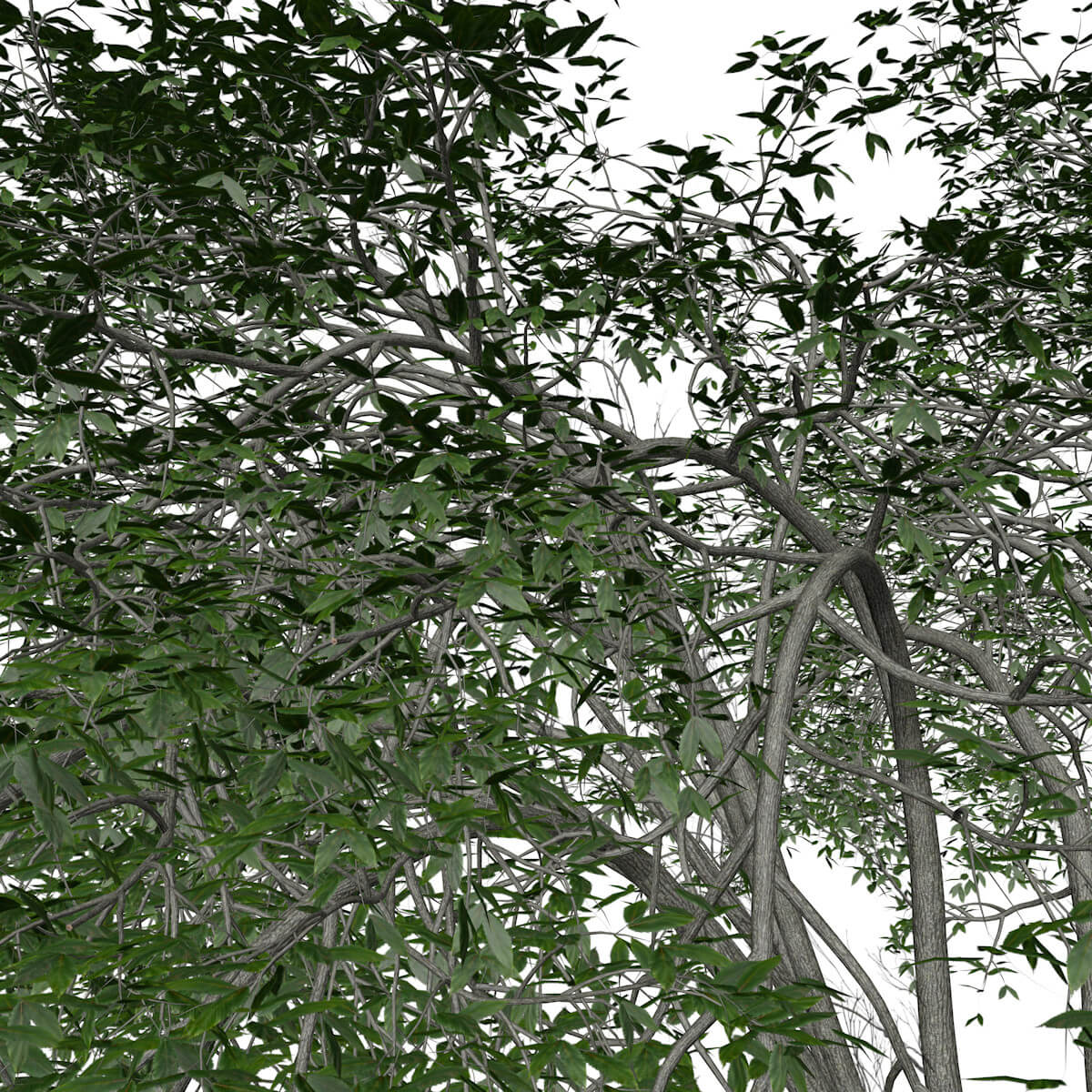 American Elm Tree #02 - 3D Model by AntonioKowatsch