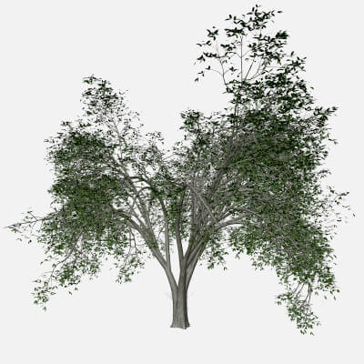 American Elm Tree #02 - 3D Model by AntonioKowatsch