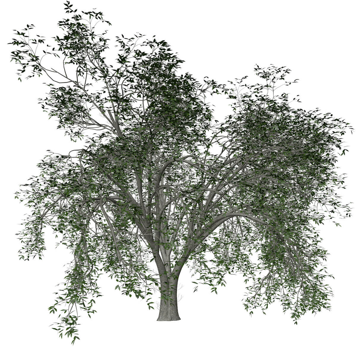 American Elm Tree Collection by AntonioKowatsch