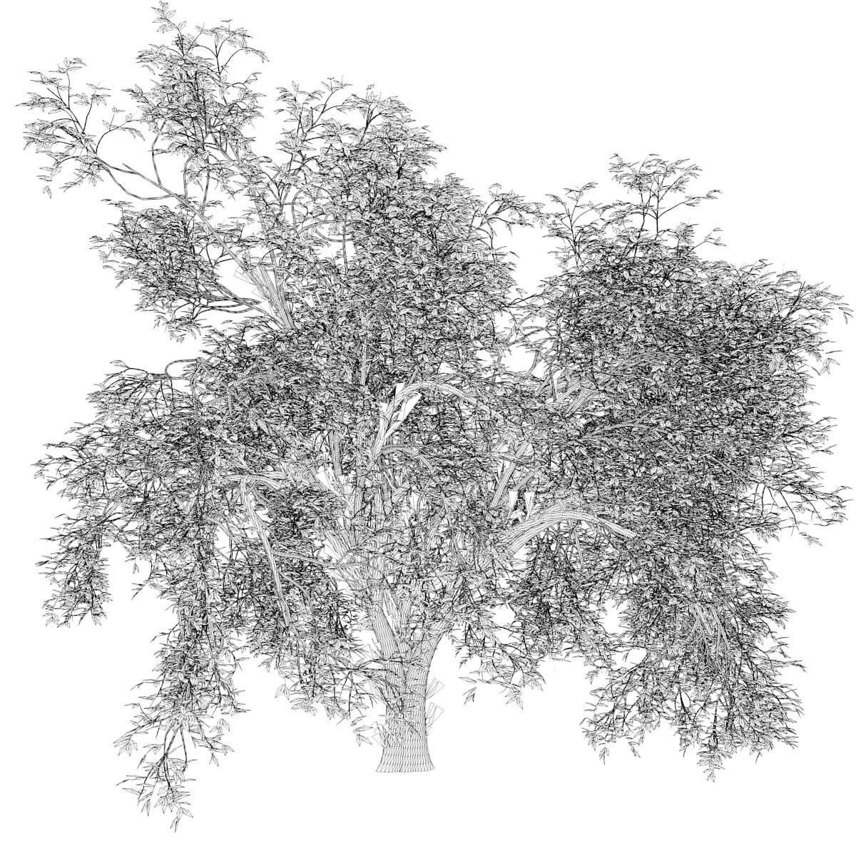 American Elm Tree Collection by AntonioKowatsch