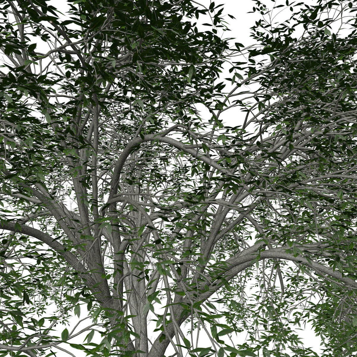 American Elm Tree #03 - 3D Model by AntonioKowatsch