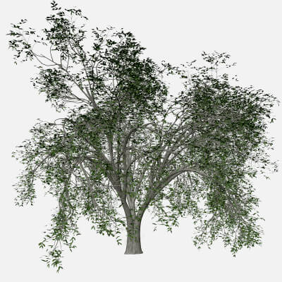 American Elm Tree #03 - 3D Model by AntonioKowatsch