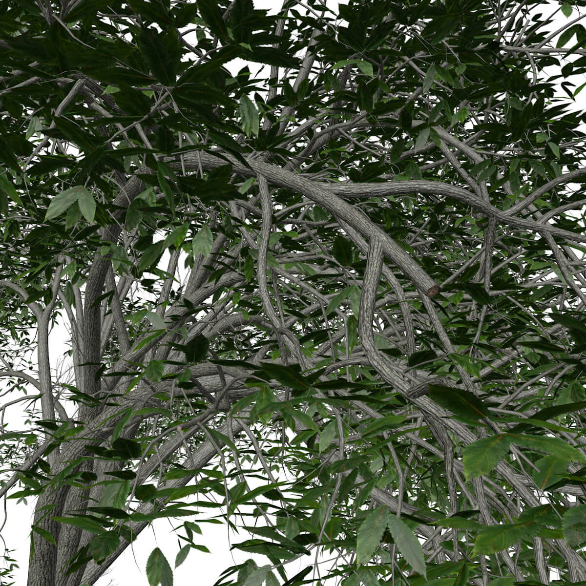 American Elm Tree #04 - 3D Model by AntonioKowatsch