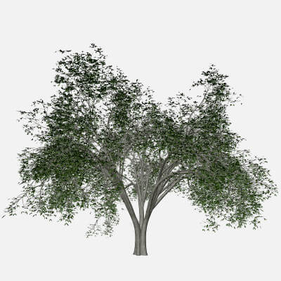 American Elm Tree #04 - 3D Model by AntonioKowatsch