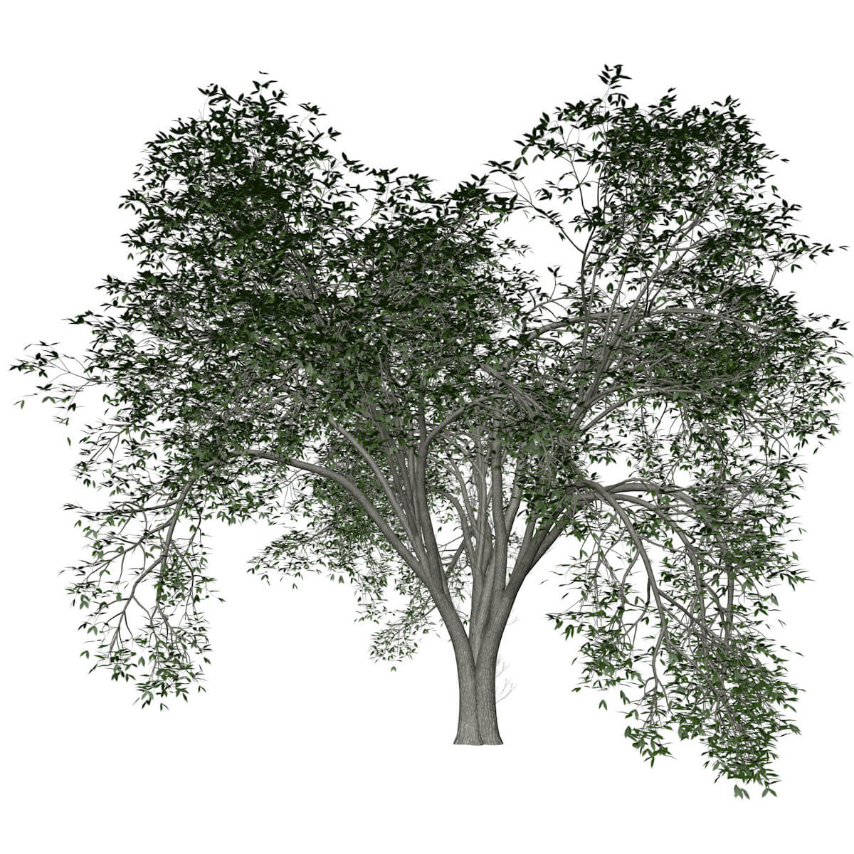 American Elm Tree Collection by AntonioKowatsch