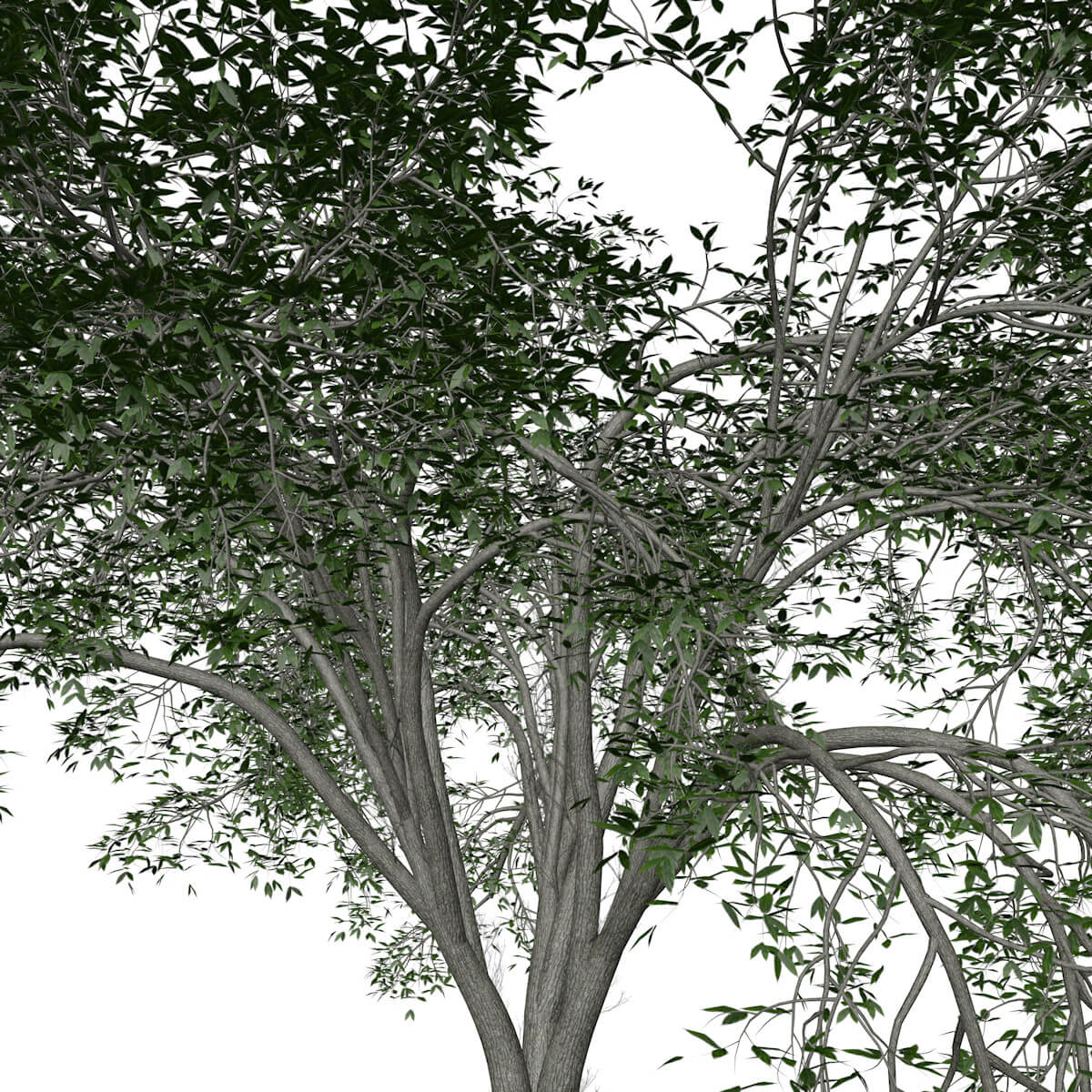 American Elm Tree #05 - 3D Model by AntonioKowatsch