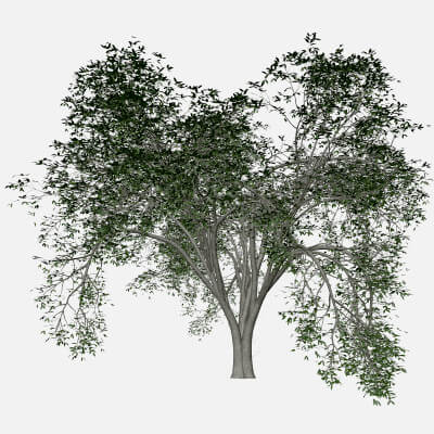 American Elm Tree #05 - 3D Model by AntonioKowatsch