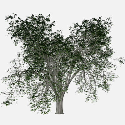 American Elm Tree #06 - 3D Model by AntonioKowatsch