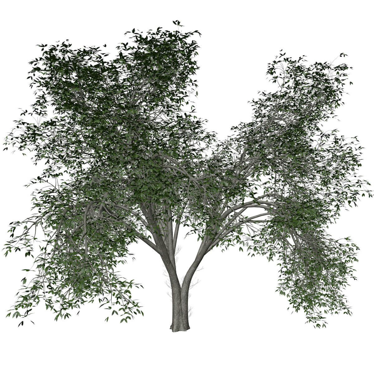 American Elm Tree Collection by AntonioKowatsch