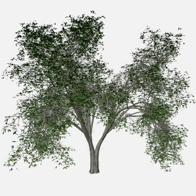 American Elm Tree #07 - 3D Model by AntonioKowatsch