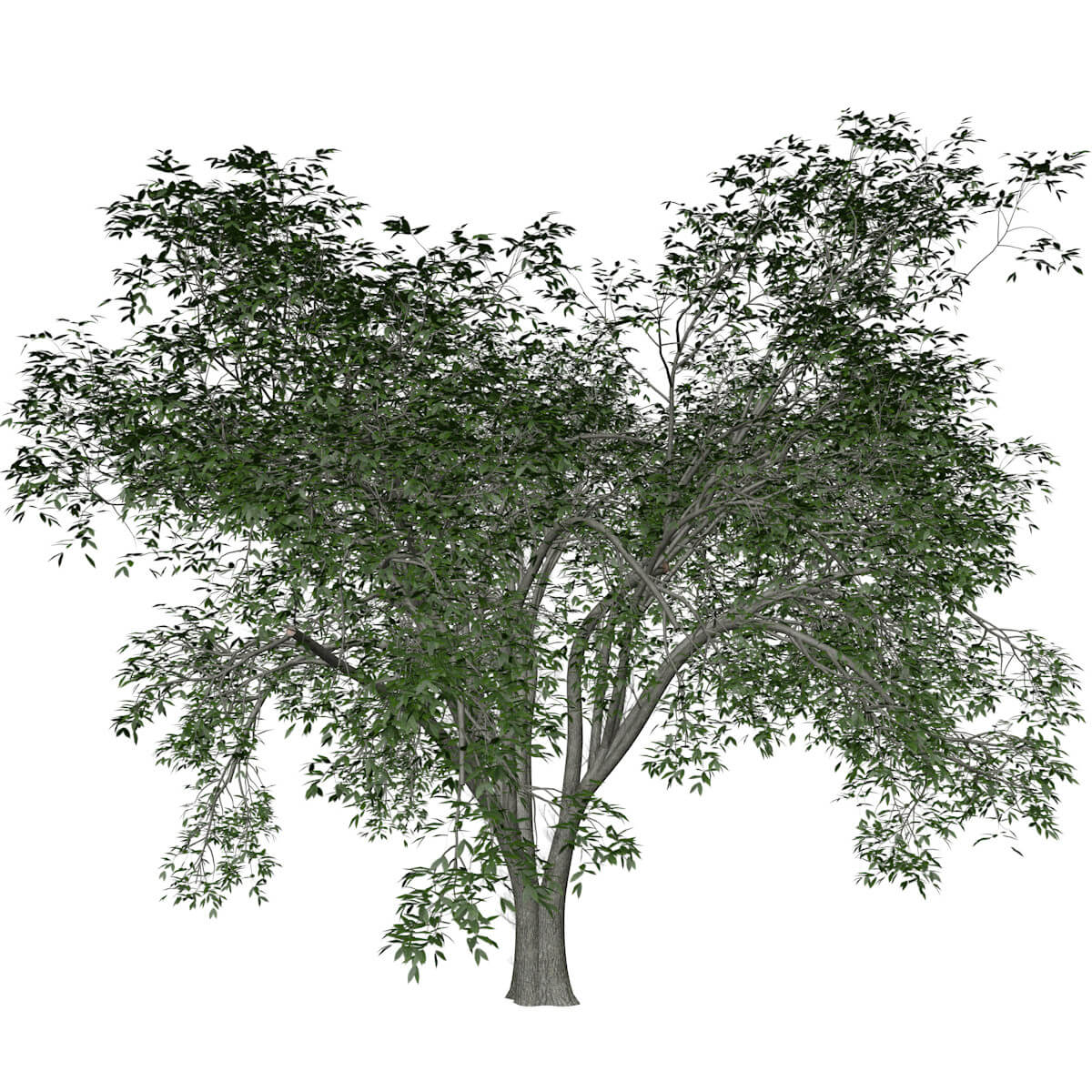 American Elm Tree Collection by AntonioKowatsch