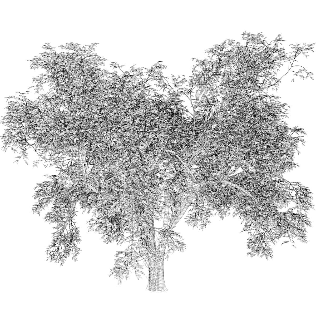 American Elm Tree #09 - 3D Model by AntonioKowatsch