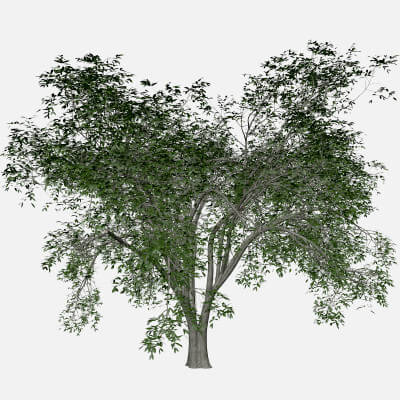 American Elm Tree #09 - 3D Model by AntonioKowatsch
