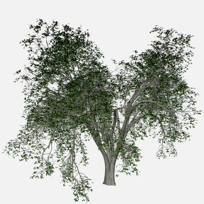 American Elm Tree #10 - 3D Model by AntonioKowatsch