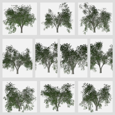 American Elm Tree Collection by AntonioKowatsch