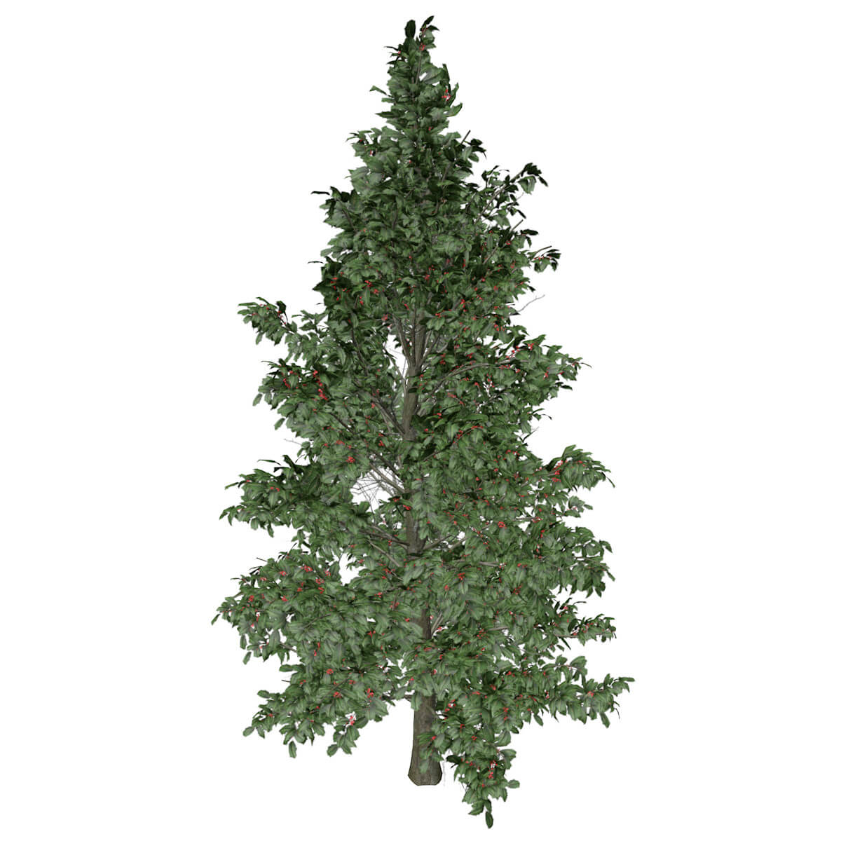 American Holly Tree #01 - 3D Model by AntonioKowatsch