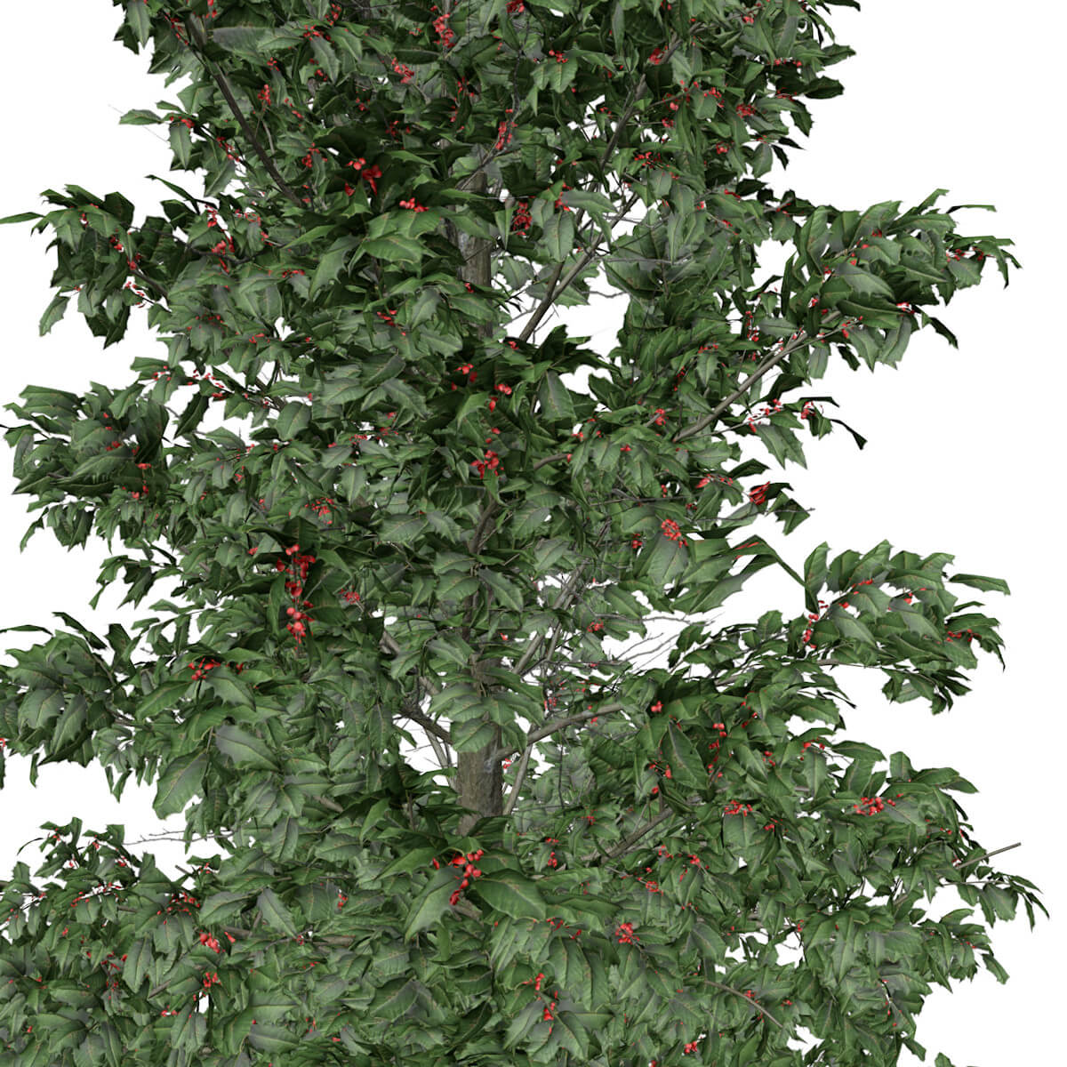 American Holly Tree #02 - 3D Model by AntonioKowatsch