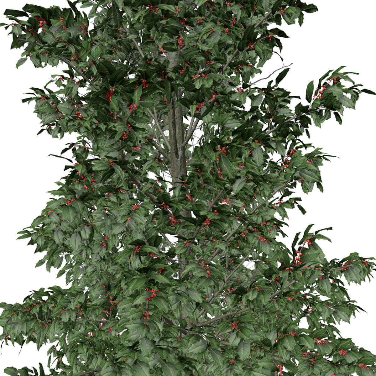 American Holly Tree #03 - 3D Model by AntonioKowatsch