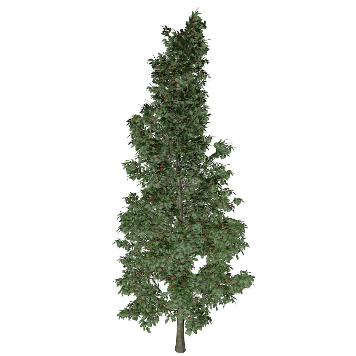 American Holly Tree #05 - 3D Model by AntonioKowatsch