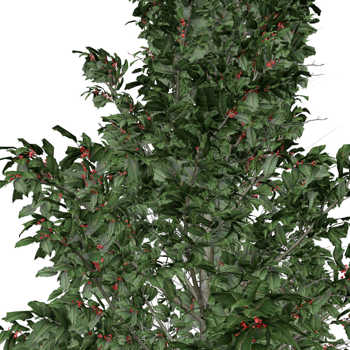 American Holly Tree #05 - 3D Model by AntonioKowatsch