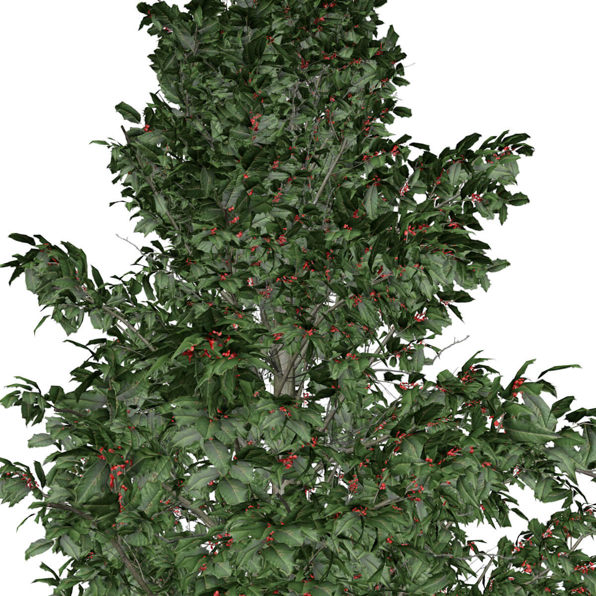 American Holly Tree #06 - 3D Model by AntonioKowatsch