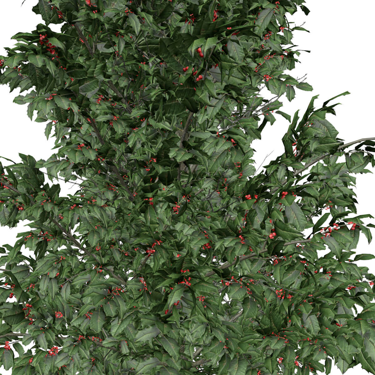 American Holly Tree Collection by AntonioKowatsch